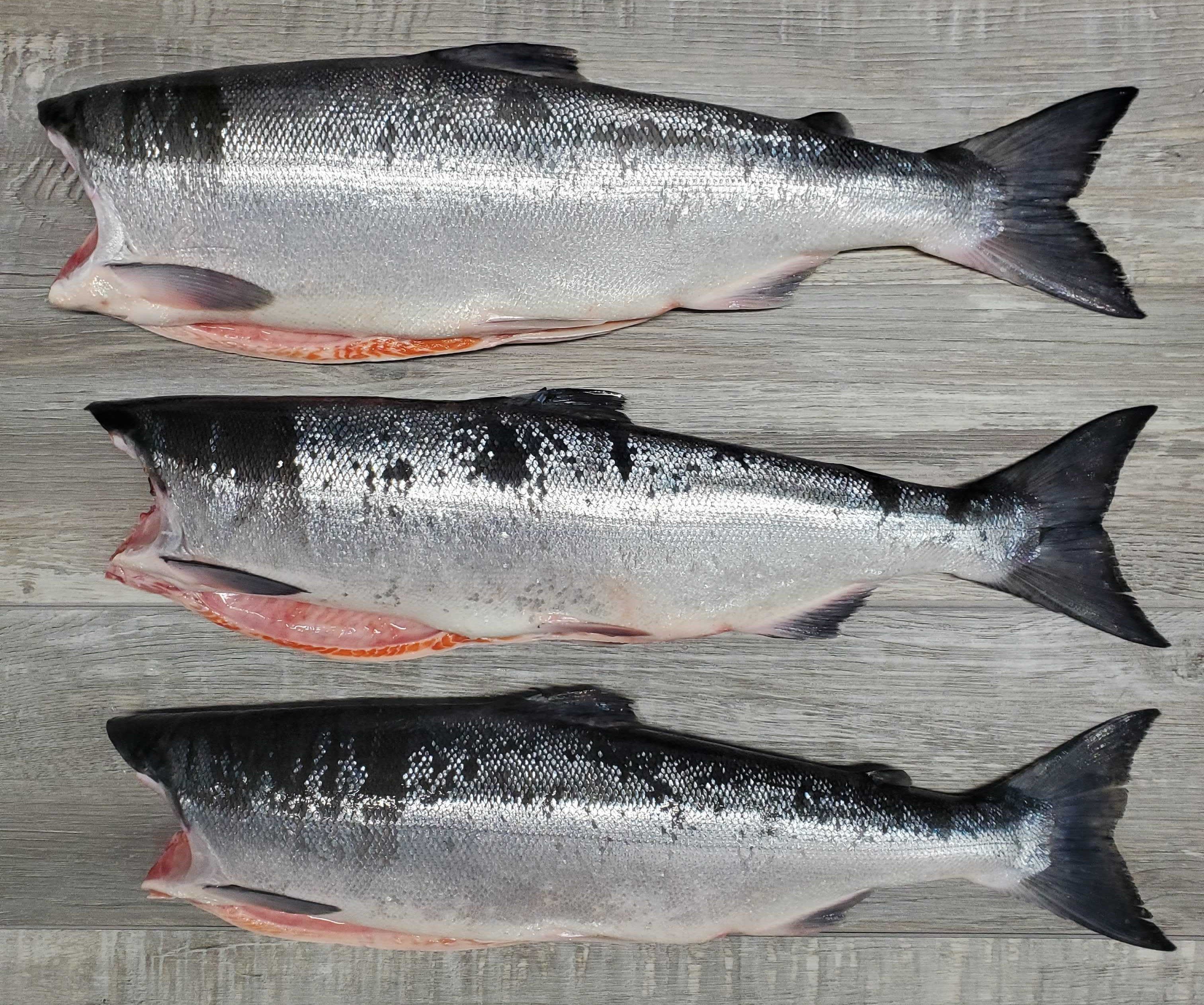 What's Fresh Today | eatfish.ca